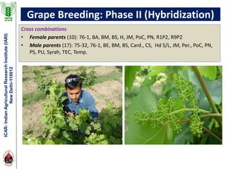 Subtropical grape breeding india | PDF