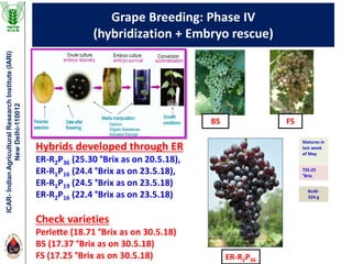Subtropical grape breeding india | PDF