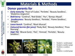 Subtropical grape breeding india | PDF
