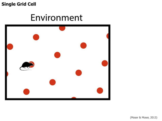 Locations in the Neocortex: A Theory of Sensorimotor Prediction Using Cortical Grid Cells | PPT
