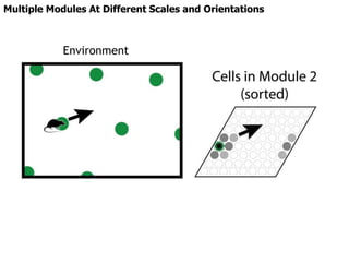 Have We Missed Half of What the Neocortex Does? A New Predictive Framework Based on Cortical ...
