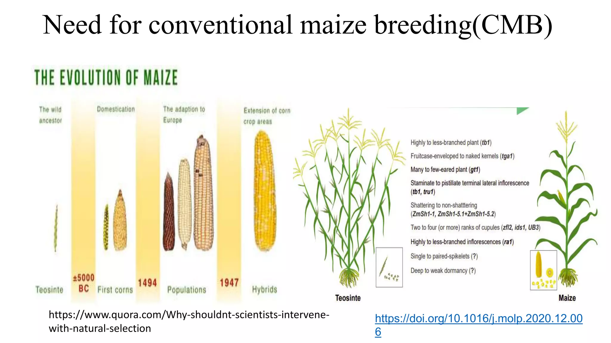 Successes and limitations of conventional plant breeding methods | PPTX
