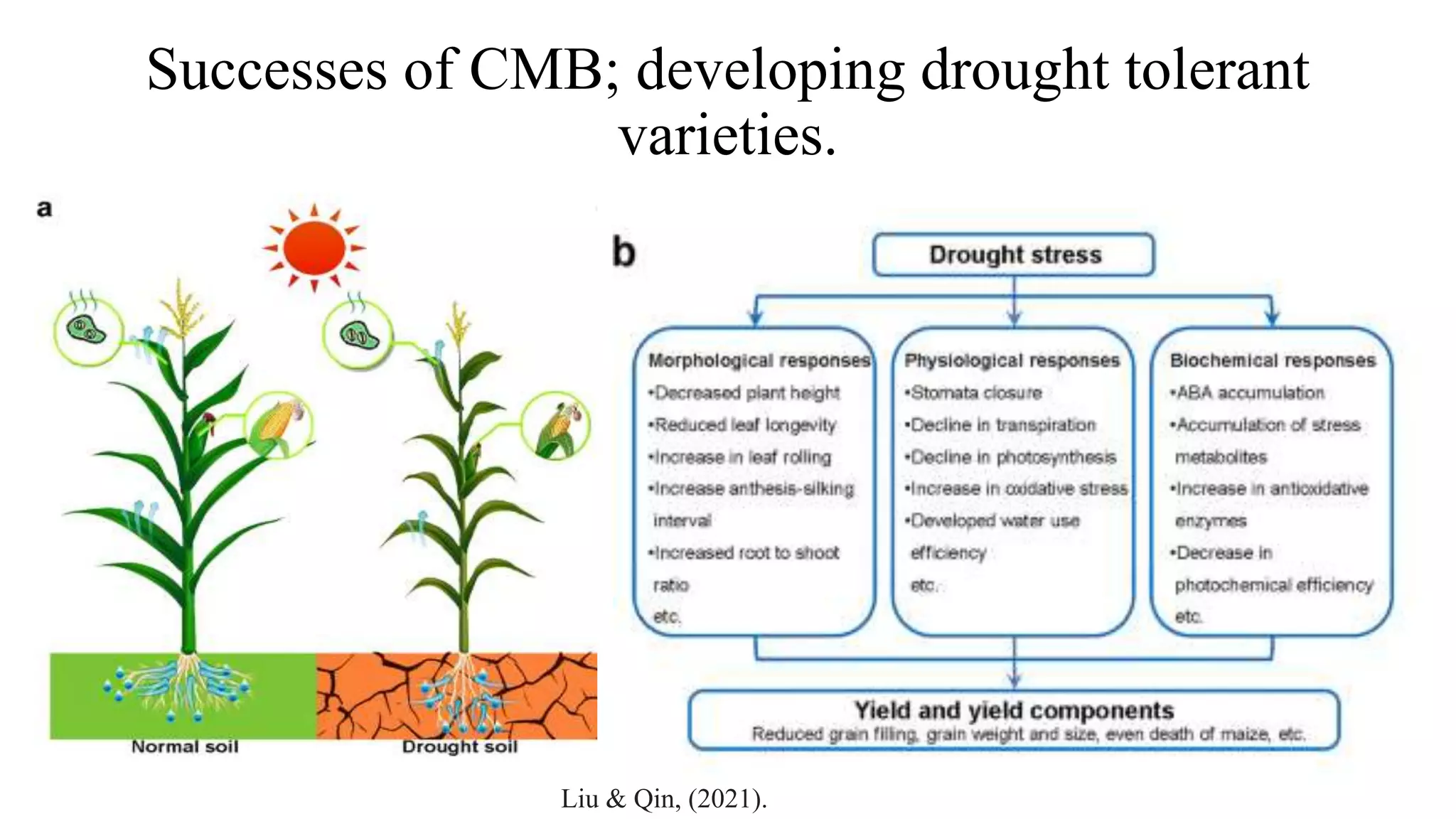 Successes and limitations of conventional plant breeding methods | PPTX
