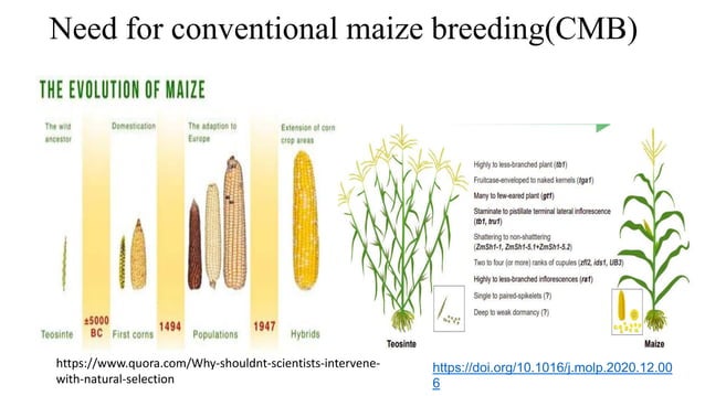 Successes and limitations of conventional plant breeding methods | PPTX ...