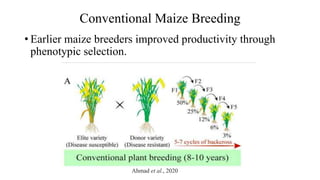Successes and limitations of conventional plant breeding methods