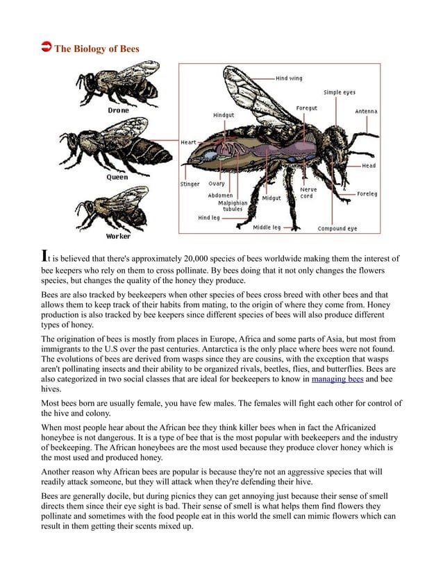 Successful beekeeping manual | PDF