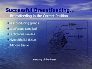 Successful_Exclusive_Breastfeeding_First_6Months.pptx