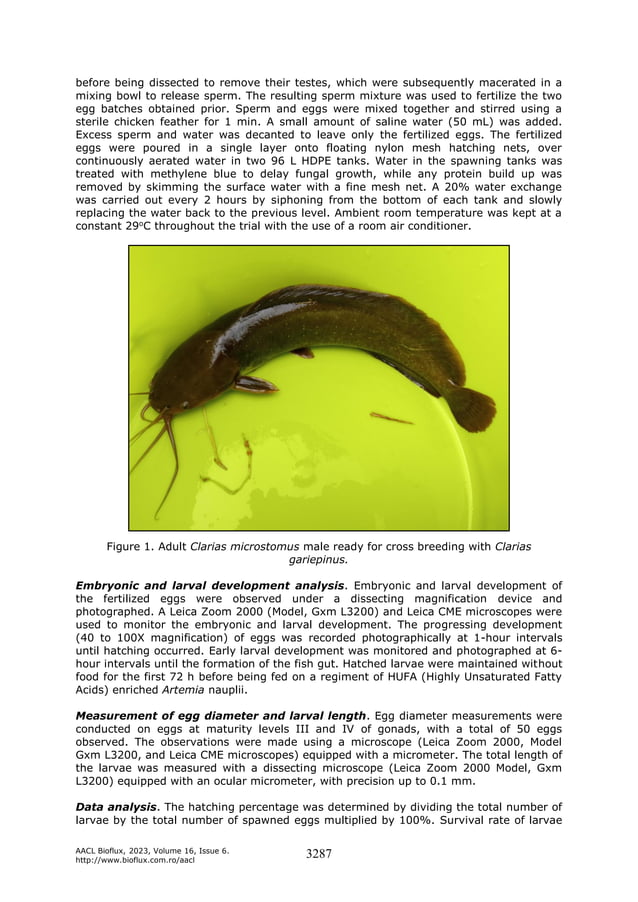 Successful hybridization between Clarias microstomus♂ and Clarias ...