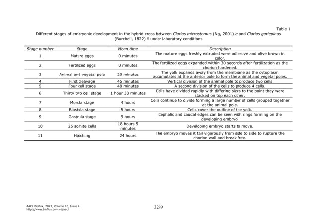 Successful hybridization between Clarias microstomus♂ and Clarias ...