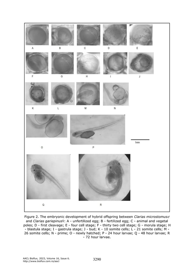 Successful hybridization between Clarias microstomus♂ and Clarias ...