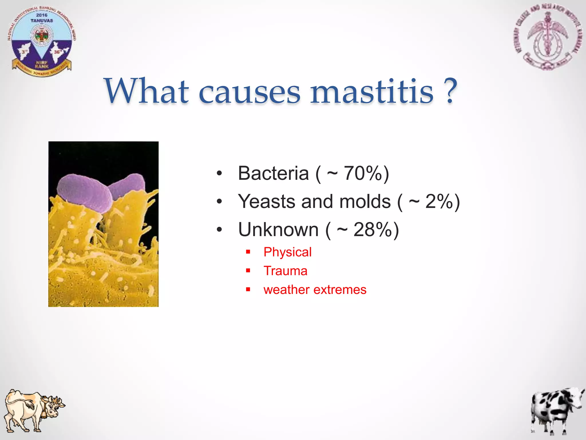 Successful management of delayed case of mastitis in cow | PPTX | Ear ...