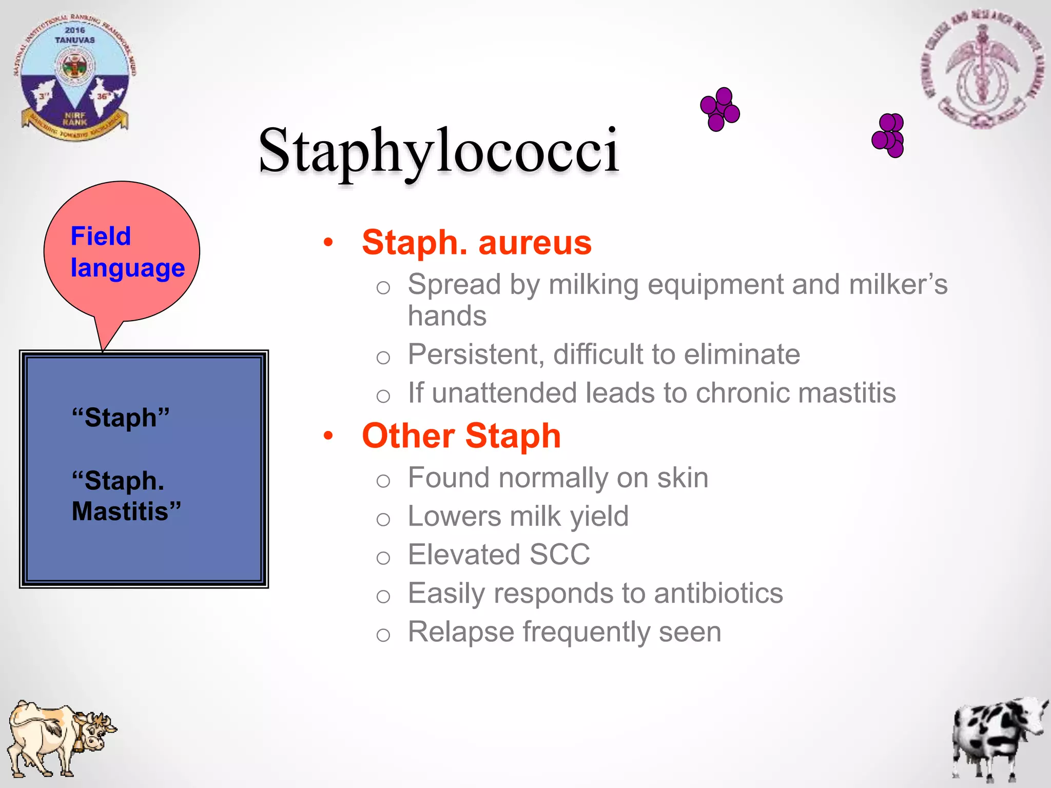 Successful management of delayed case of mastitis in cow | PPTX