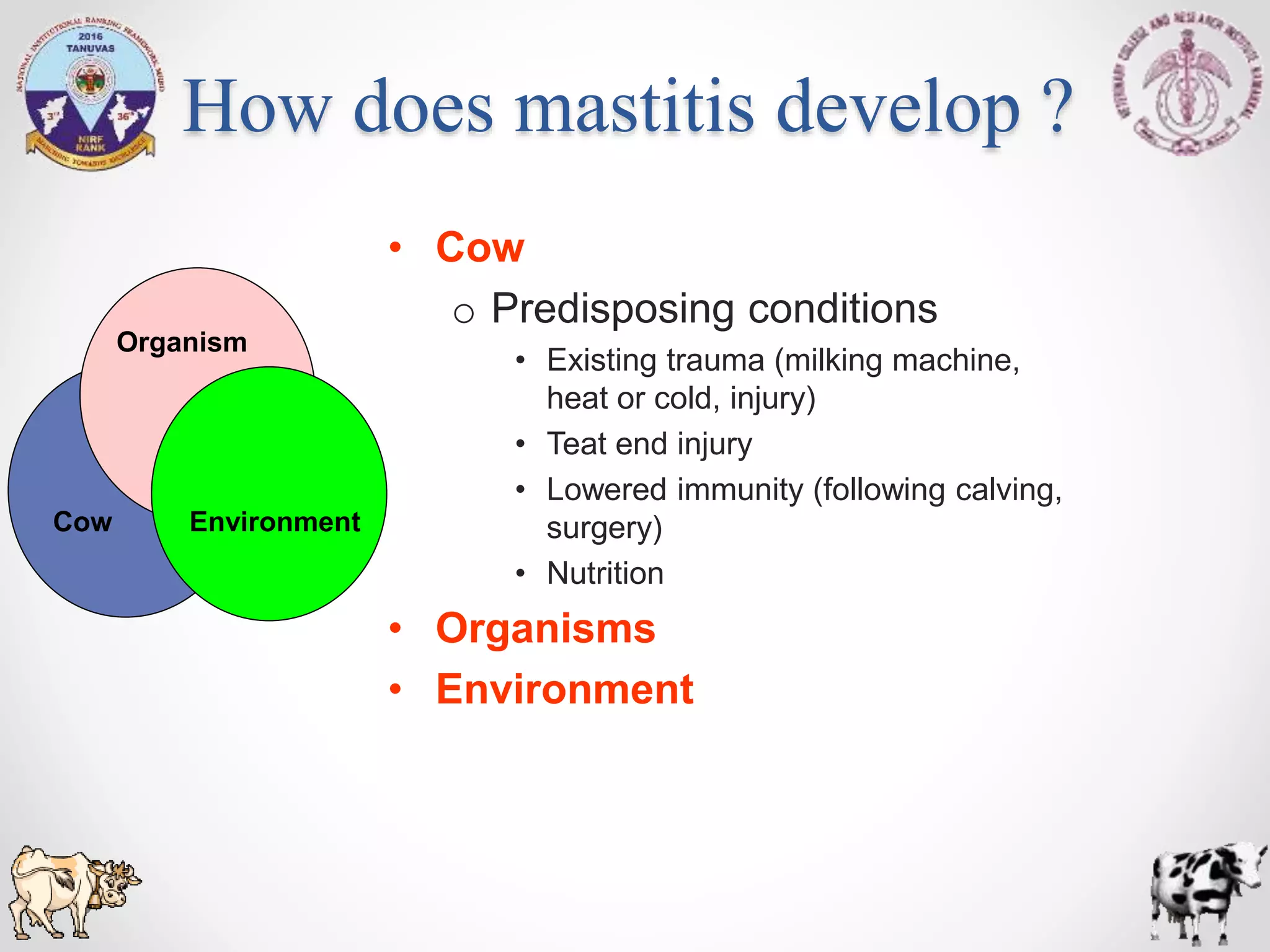 Successful management of delayed case of mastitis in cow | PPTX | Ear ...