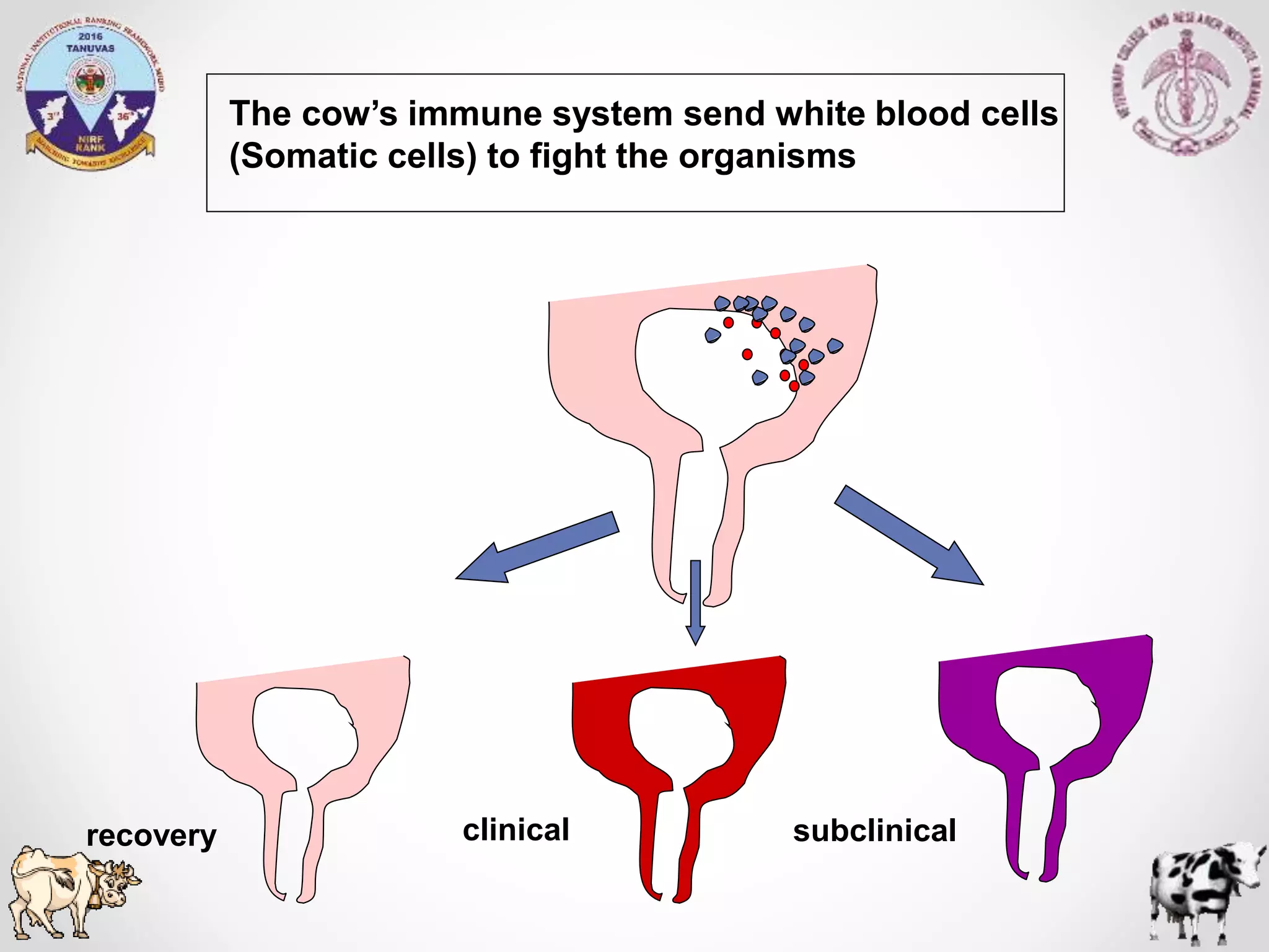 Successful management of delayed case of mastitis in cow | PPTX