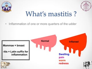 Successful management of delayed case of mastitis in cow | PPTX