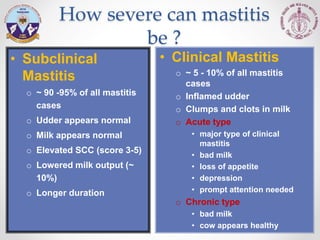 Successful management of delayed case of mastitis in cow | PPTX