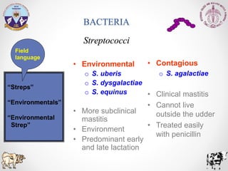 Successful management of delayed case of mastitis in cow | PPTX