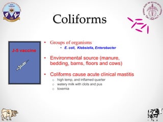 Successful management of delayed case of mastitis in cow | PPTX