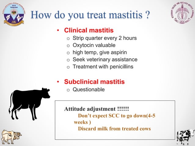 Successful management of delayed case of mastitis in cow | PPTX | Ear ...