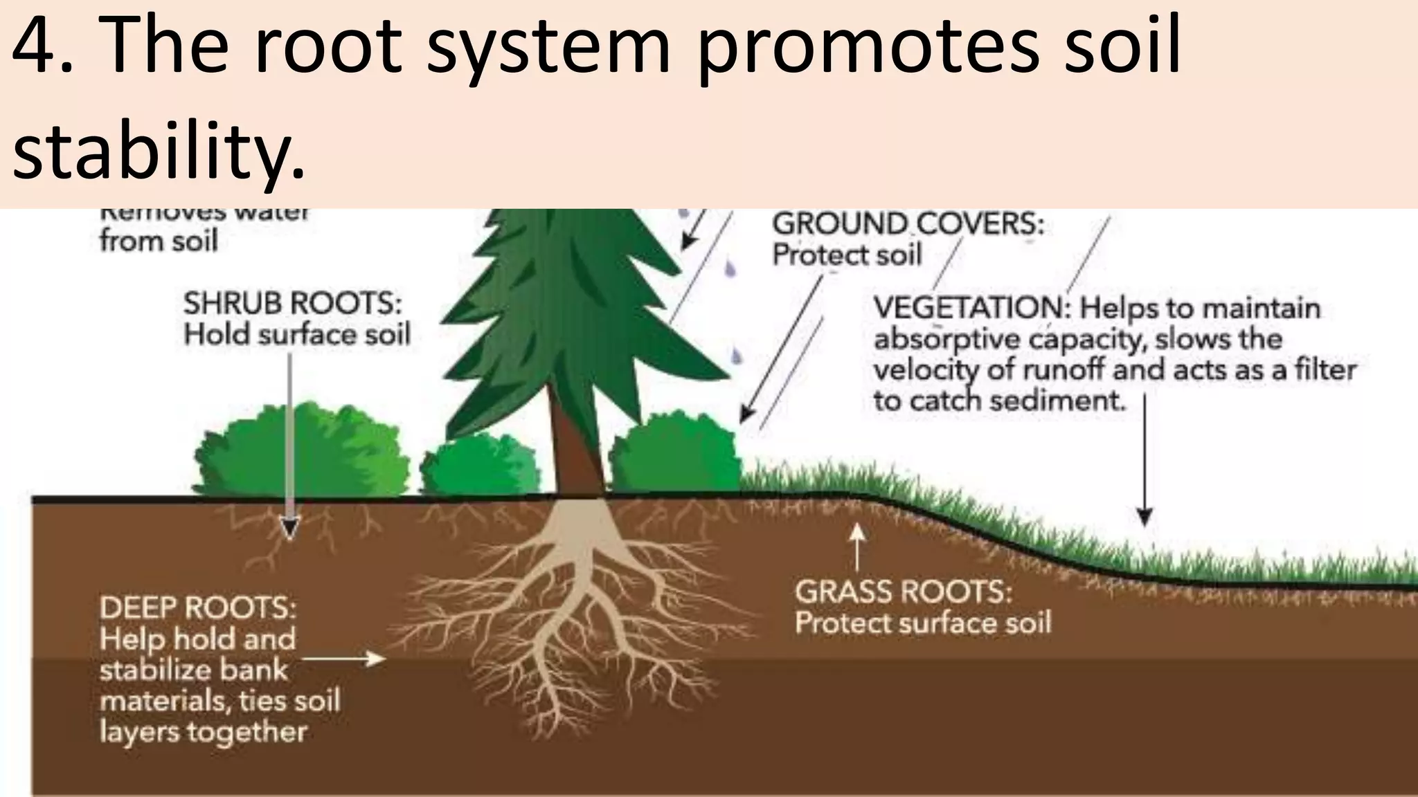 Successful Orchard Growers (1).pptx