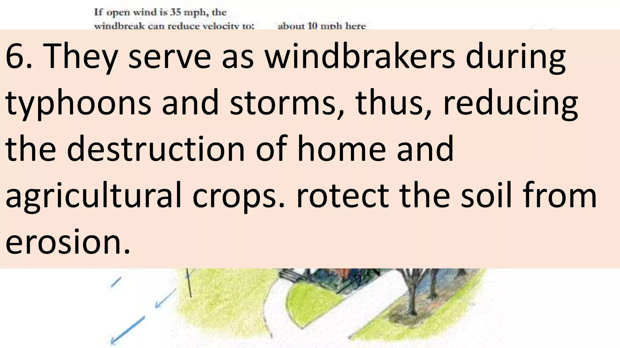 Successful Orchard Growers (1).pptx