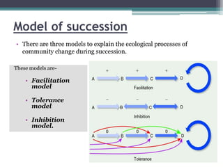 Succession Model