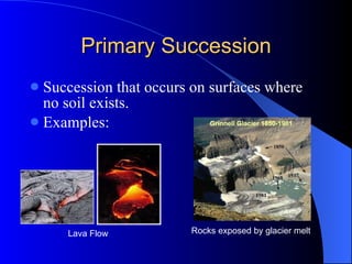 Succession and Cycles | PPT