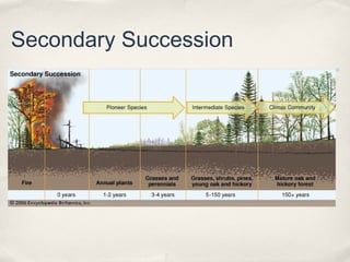 Secondary Succession Diagram
