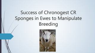 Success of Chronogest Sponges in Ewes to Manipulate Breeding | PPTX