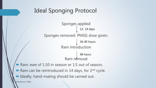 Success of Chronogest Sponges in Ewes to Manipulate Breeding | PPTX