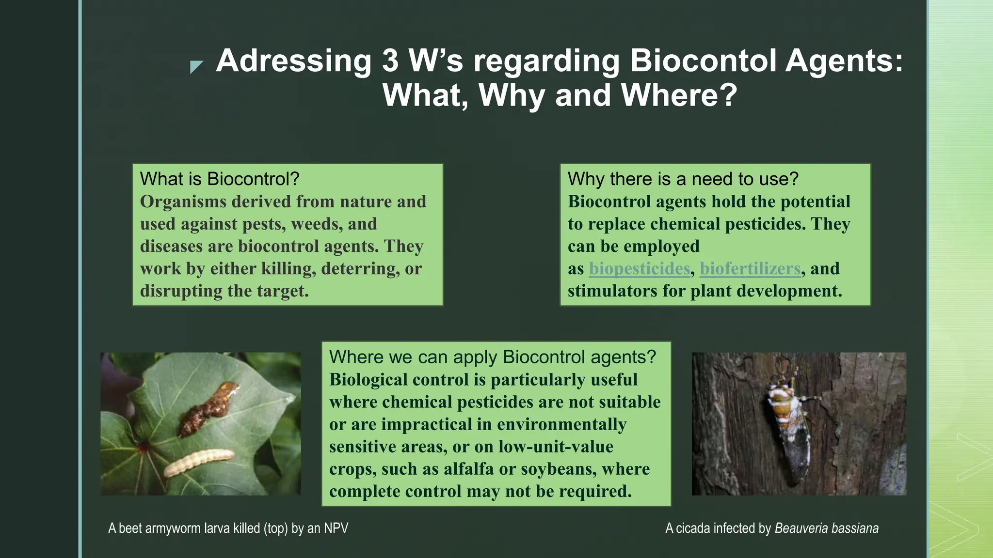 Success Stories of Biocontrol Agents final..pptx