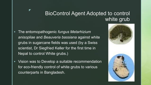 Success Stories of Biocontrol Agents final..pptx | Agriculture | Industries