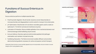 Comprehensive Overview of Succus Entericus: Composition, Function, and ...