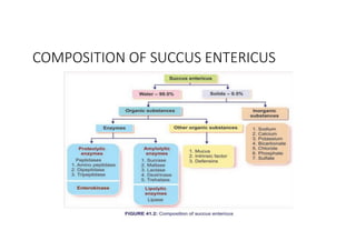 Comprehensive Overview of Succus Entericus: Composition, Function, and ...