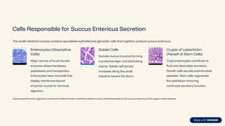 Comprehensive Overview of Succus Entericus: Composition, Function, and ...