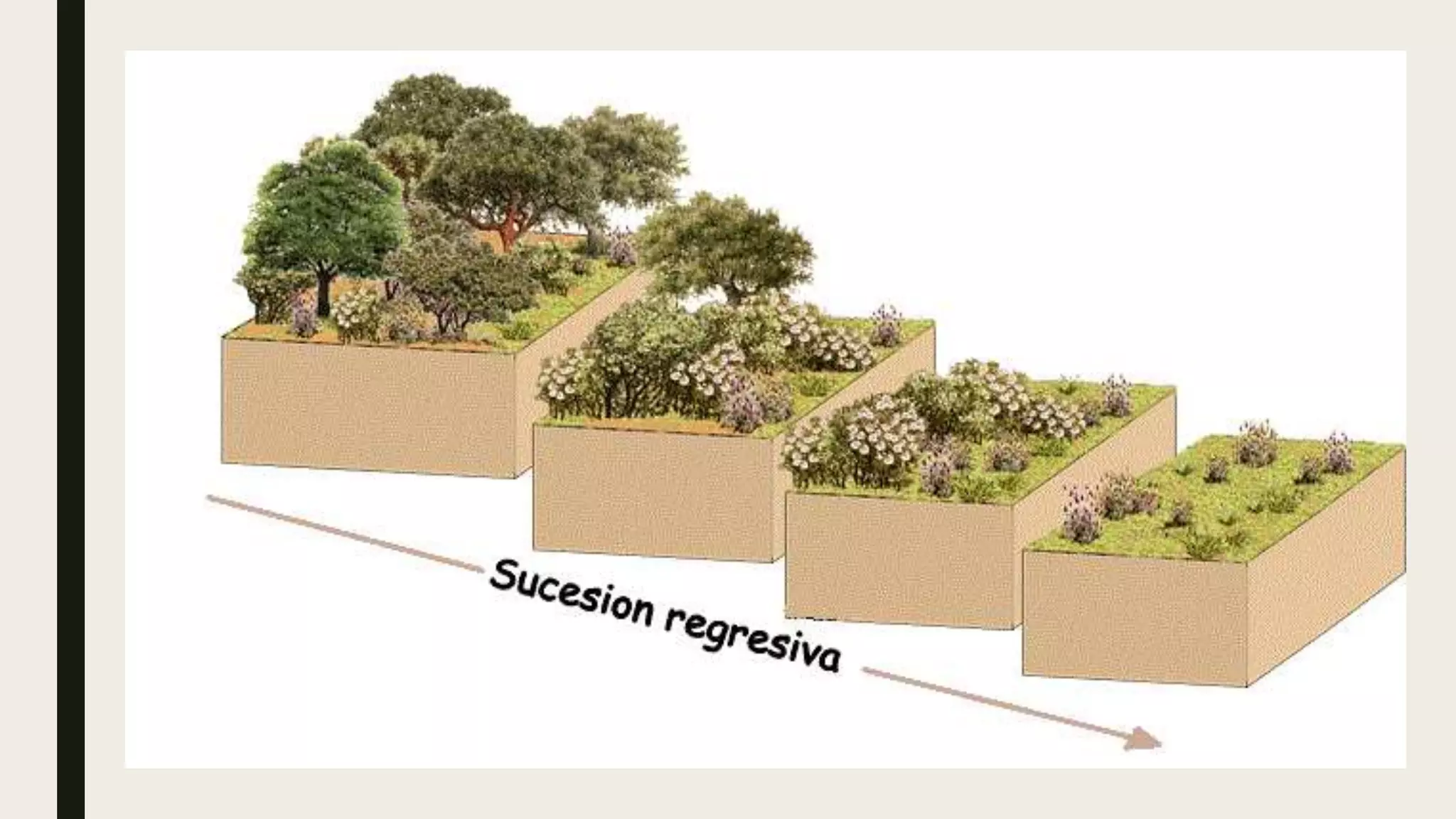 Sucesiones ecológicas.pptx