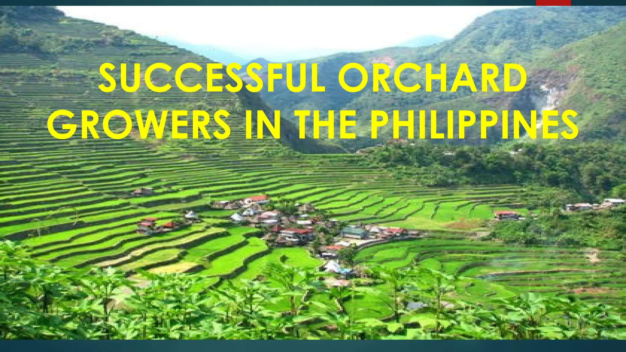 Sucessful Orchard Growers in the Philippines.pptx