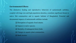 Suckermouth Catfish.pptx