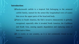 Suckermouth Catfish.pptx