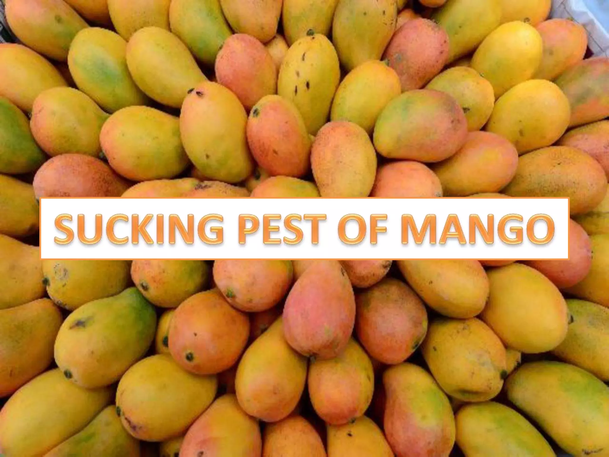 Sucking pest of mango | PPTX