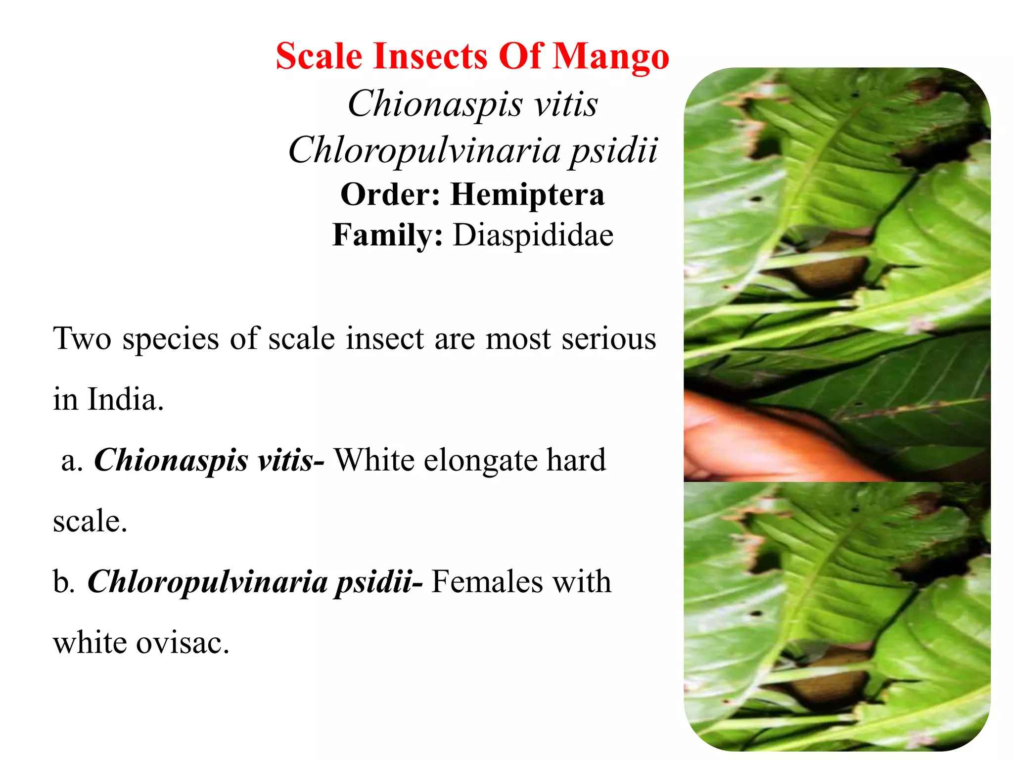Sucking pest of mango | PPTX