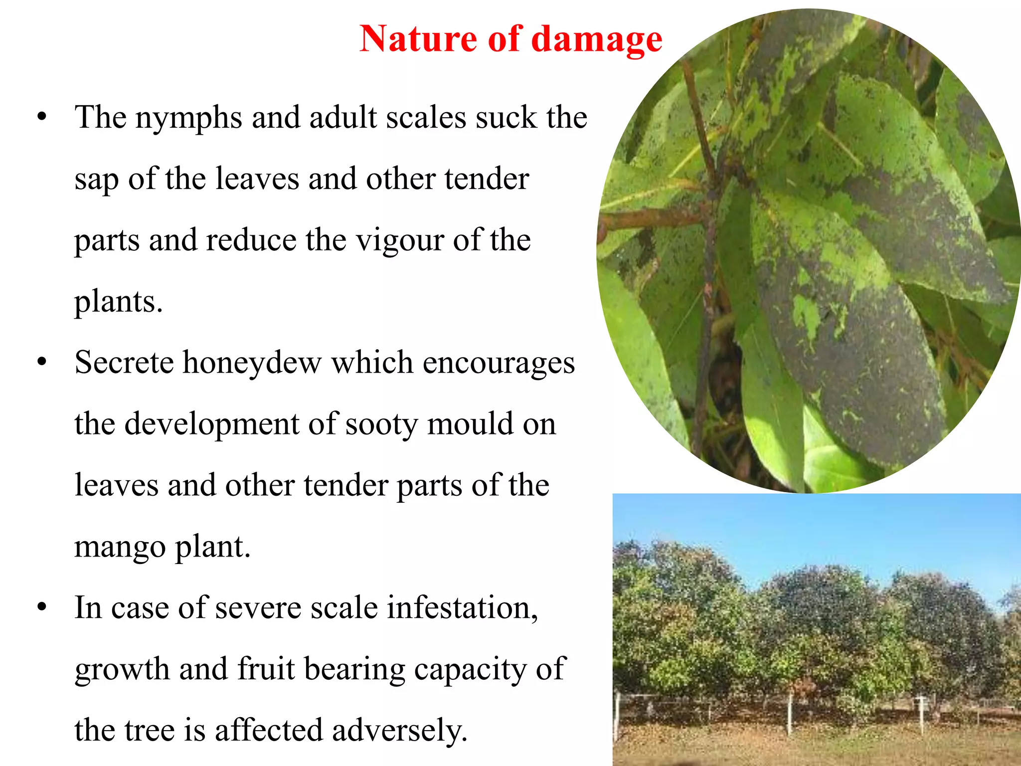 Sucking pest of mango | PPTX