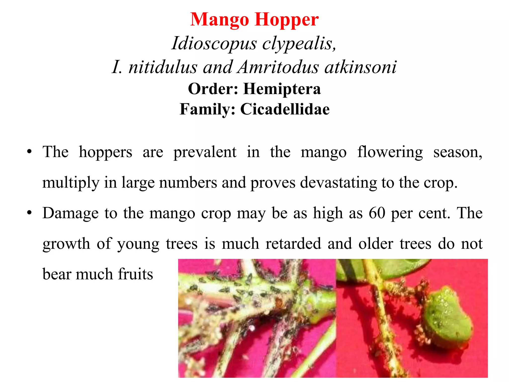 Sucking pest of mango | PPTX