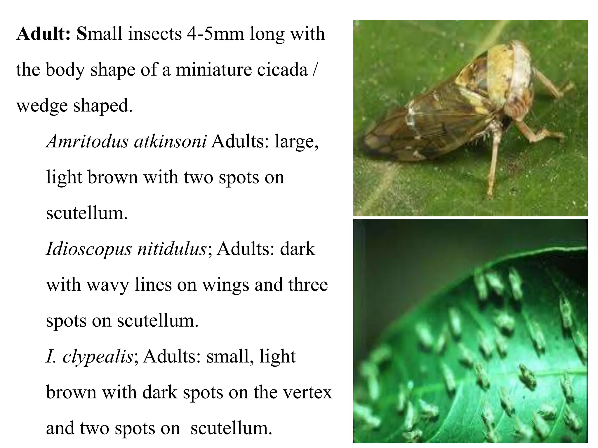 Sucking pest of mango | PPTX