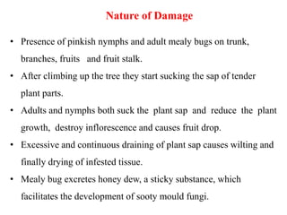 Sucking pest of mango | PPTX
