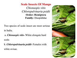 Sucking pest of mango | PPTX