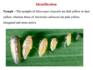 Sucking pest of mango | PPTX