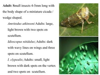 Sucking pest of mango | PPTX
