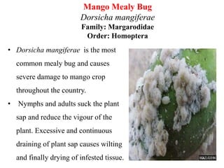 Sucking pest of mango | PPTX