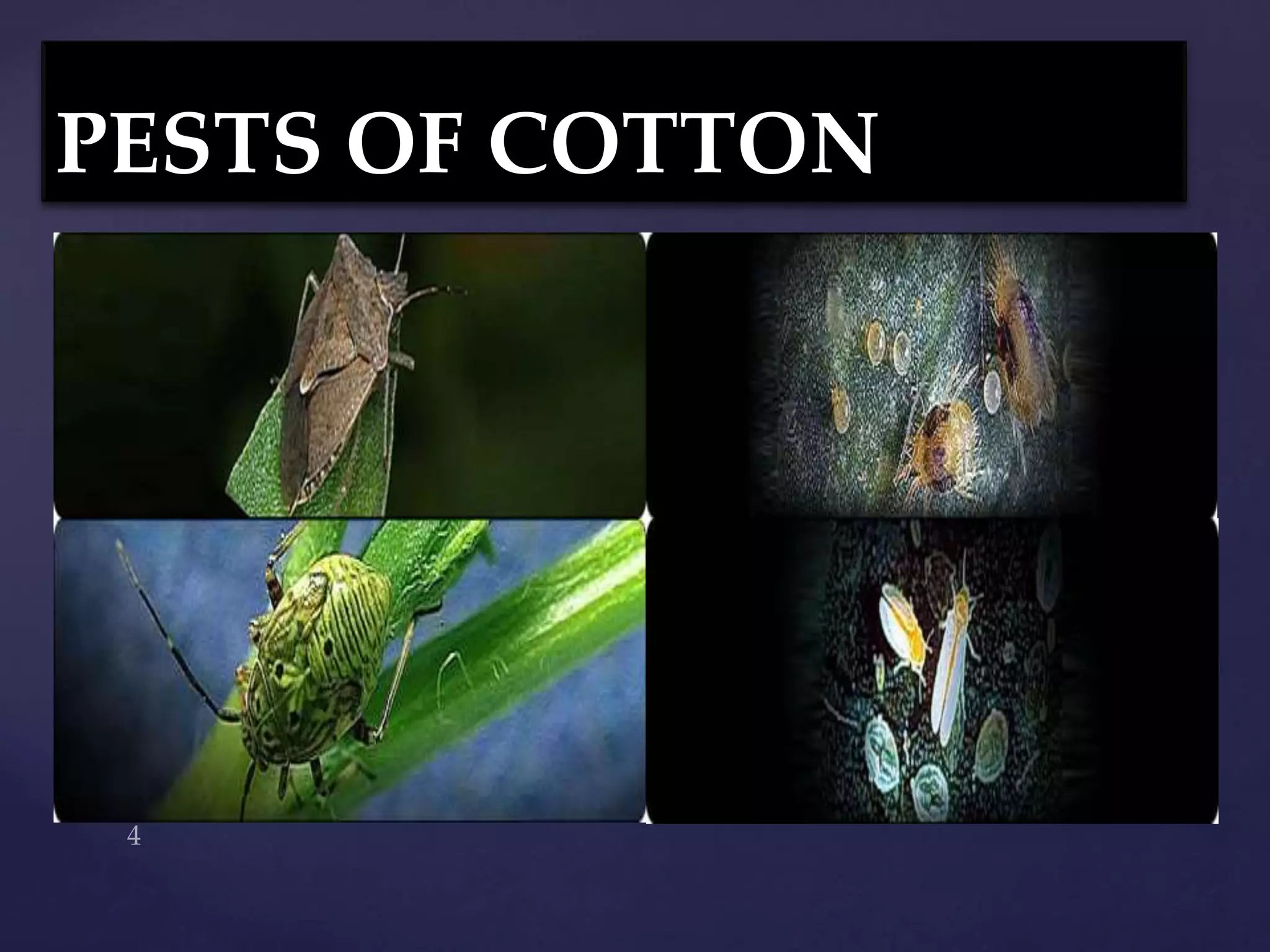 Insect pests of cotton Gossypium hirsutum | PPT